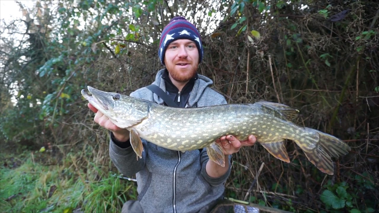 Targeting River Pike In The Slacks - YouTube