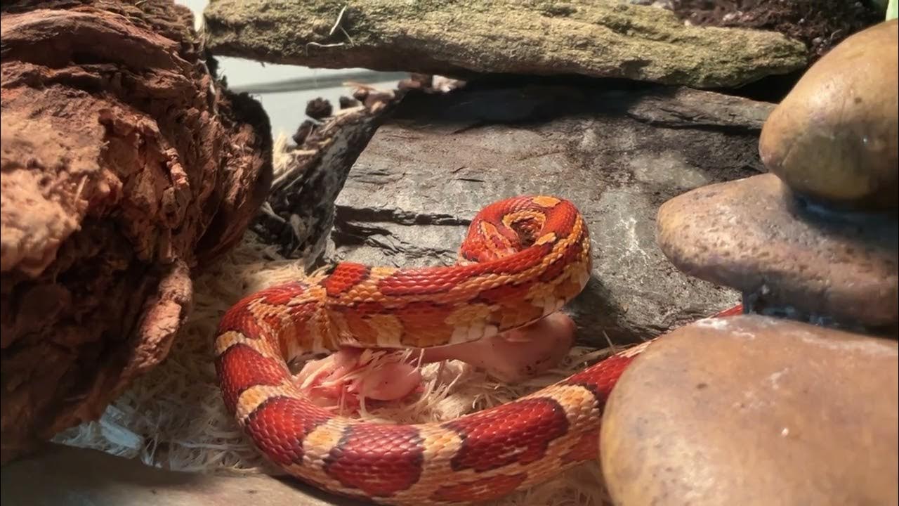 Snake eating its prey - YouTube