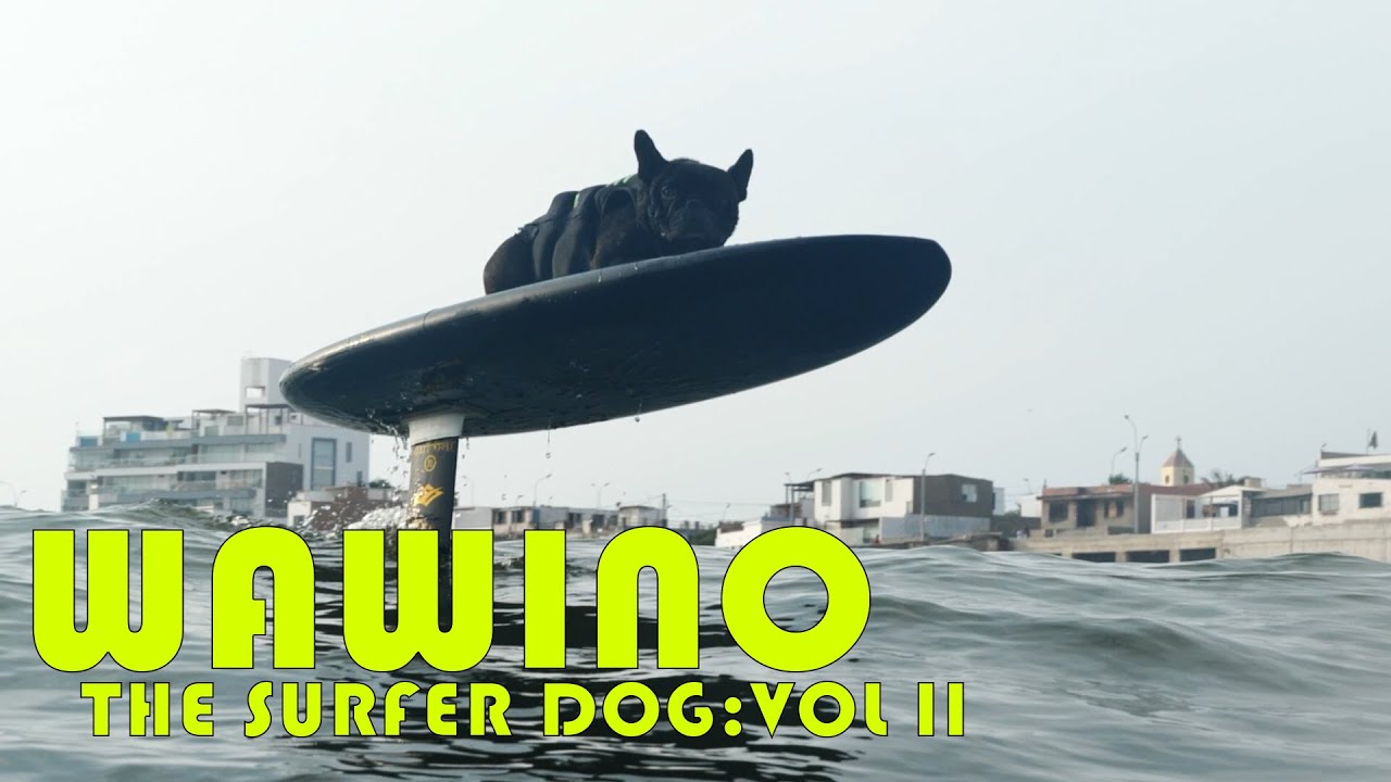 WAWINO: THE SURFER DOG VOL II - YouTube