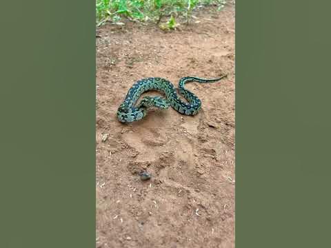 Python attacks - YouTube