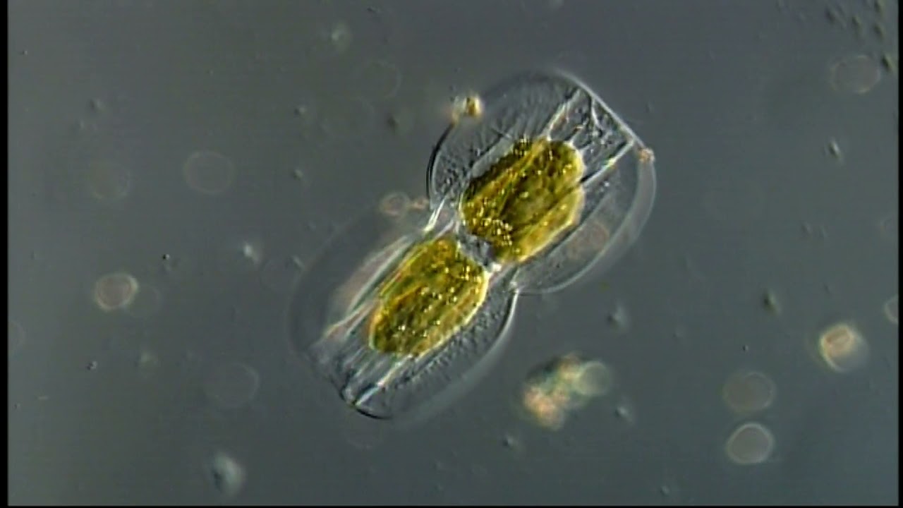 ENTOMONEIS DIATOMEA - YouTube