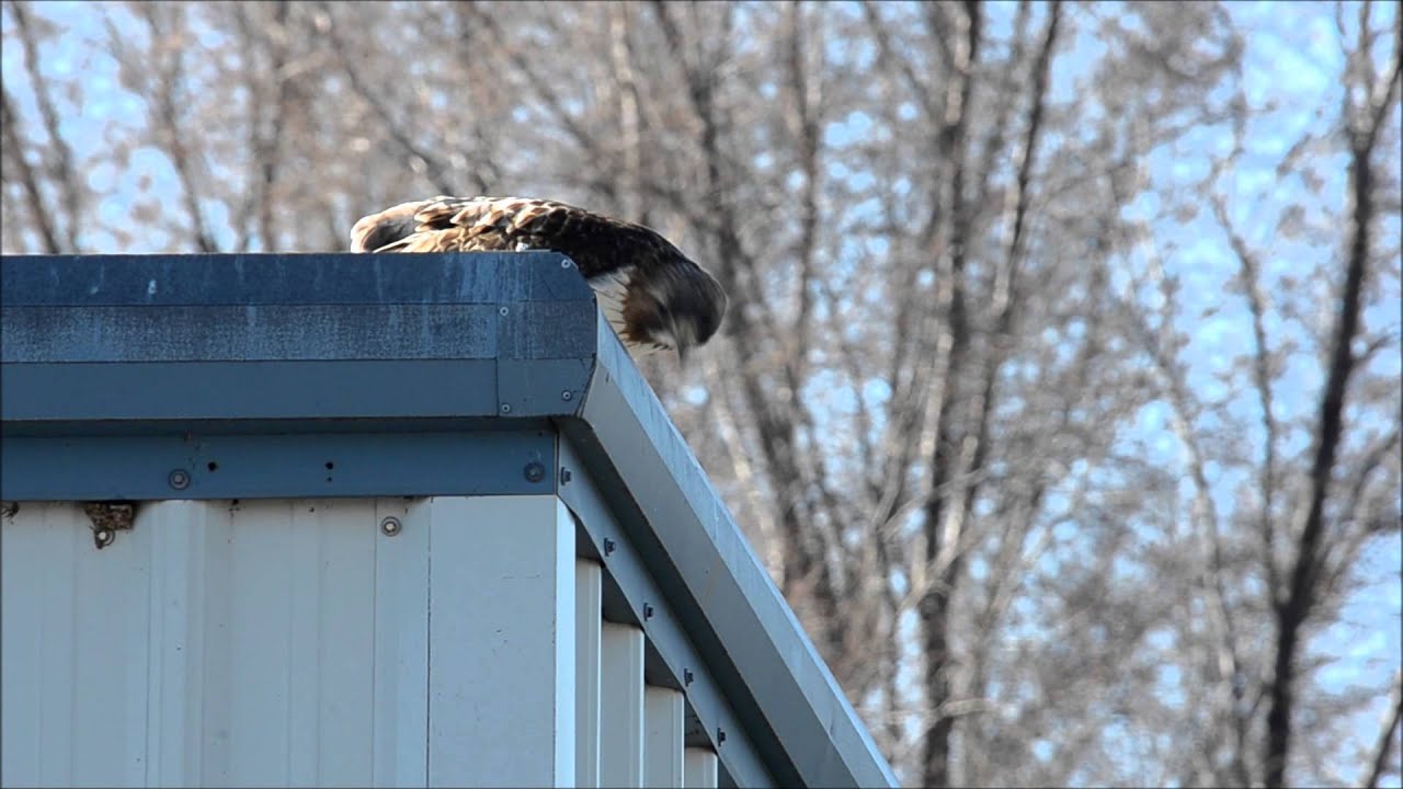 red-tailed hawk eating snake - YouTube