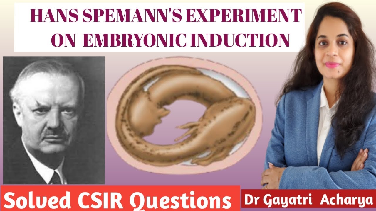 Hans Spemann's Experiment On Embryonic Induction// Developmental ...
