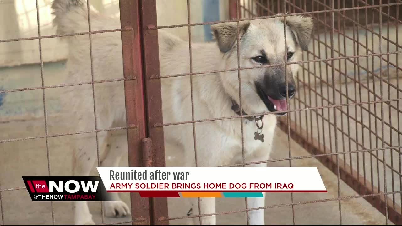 Soldier reunited with dog he adopted in Iraq - YouTube