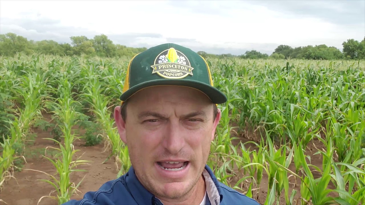 Wandering the Princeton Popcorn Fields after Flooding Rain - YouTube