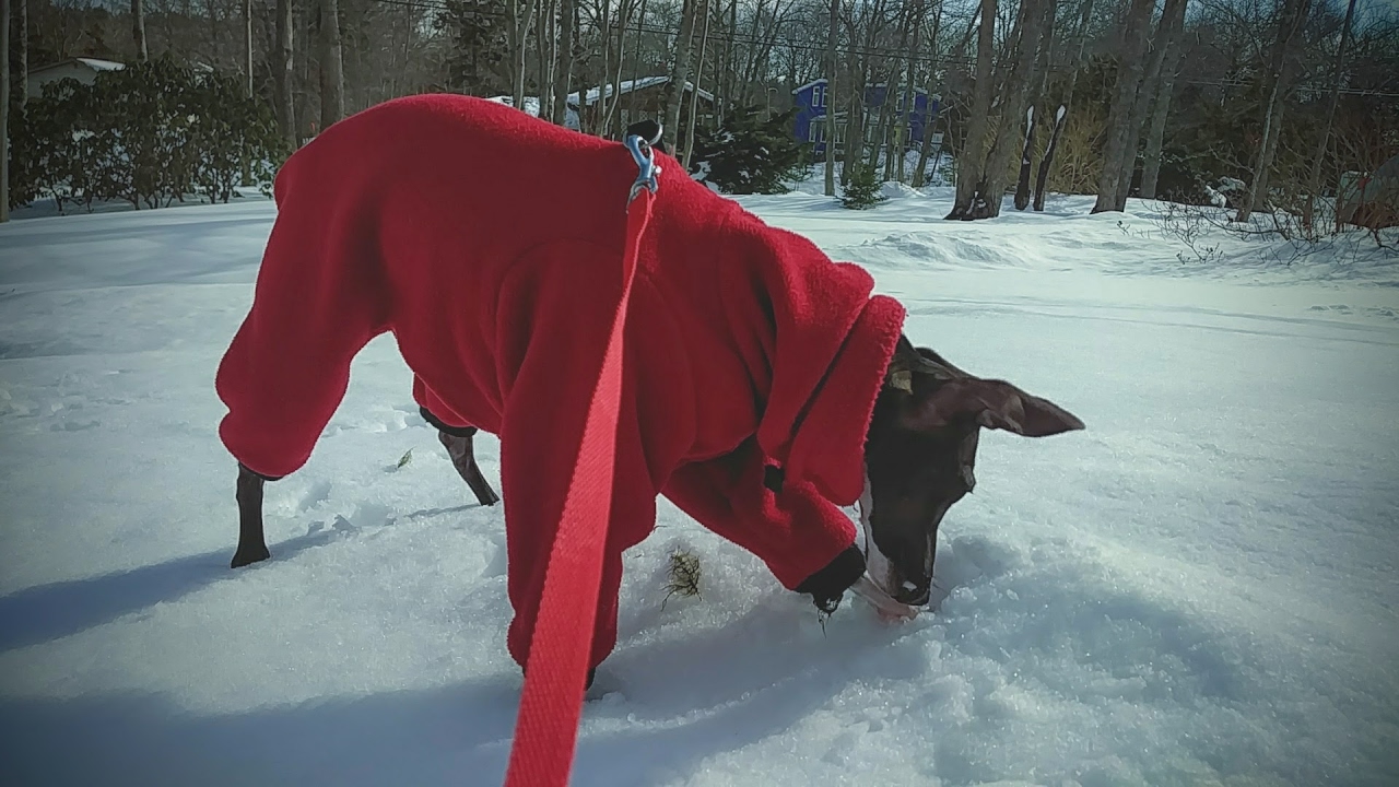 Italian Greyhound Walking on Snow Bank - YouTube