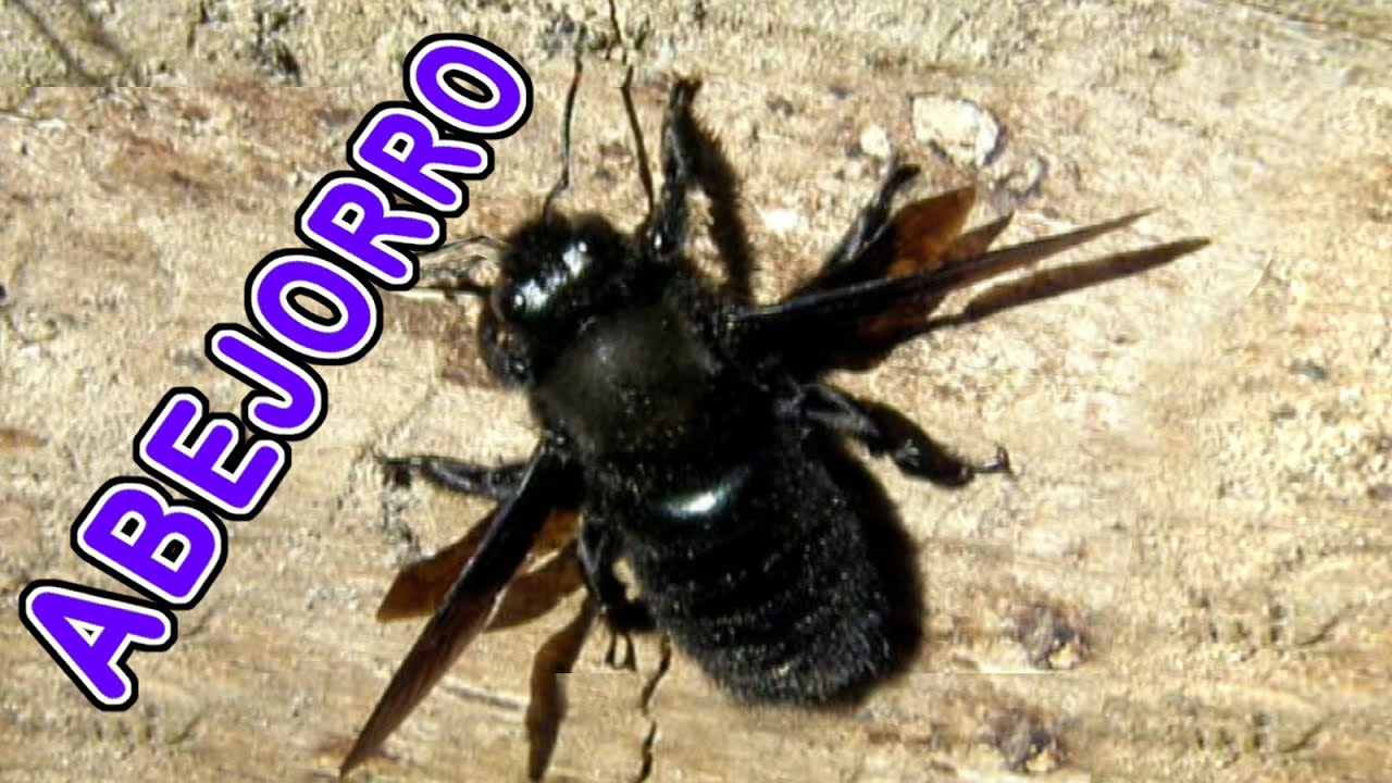 "Abejorro negro" con el "Sonido del abejorro" conocido como "Moscardón ...