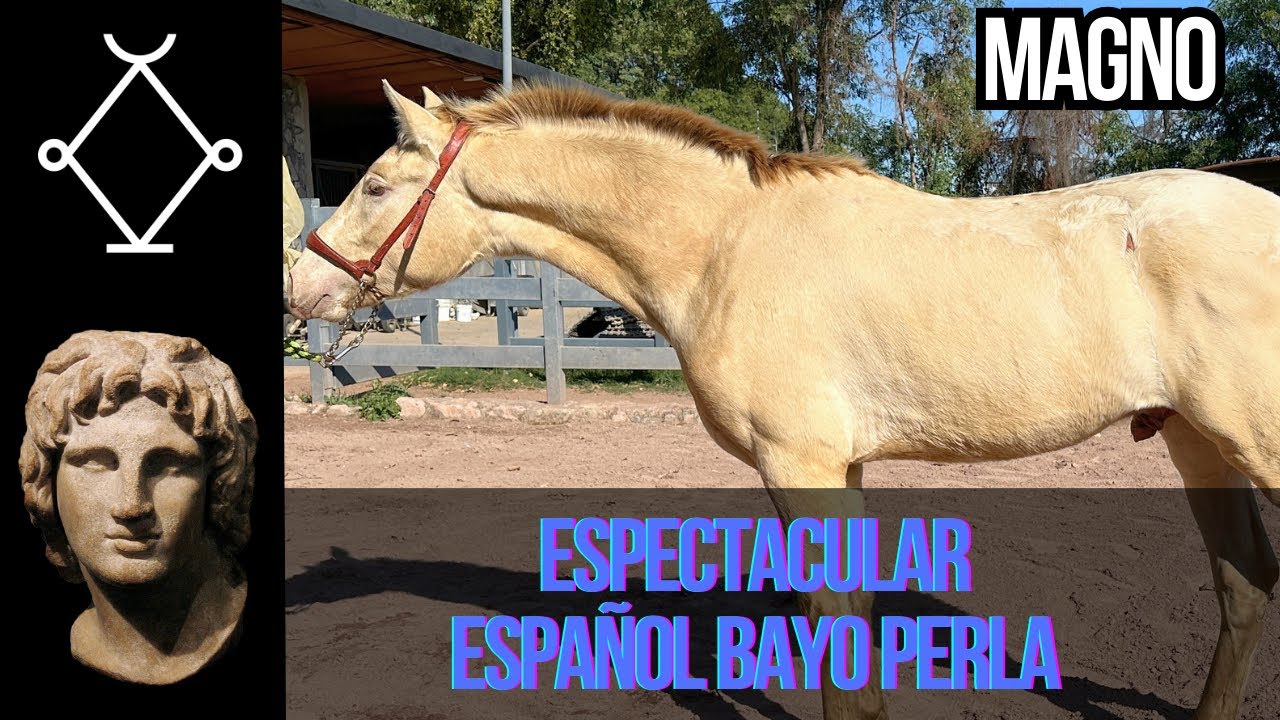 Magno, Espectacular Caballo Español Bayo Perla - YouTube