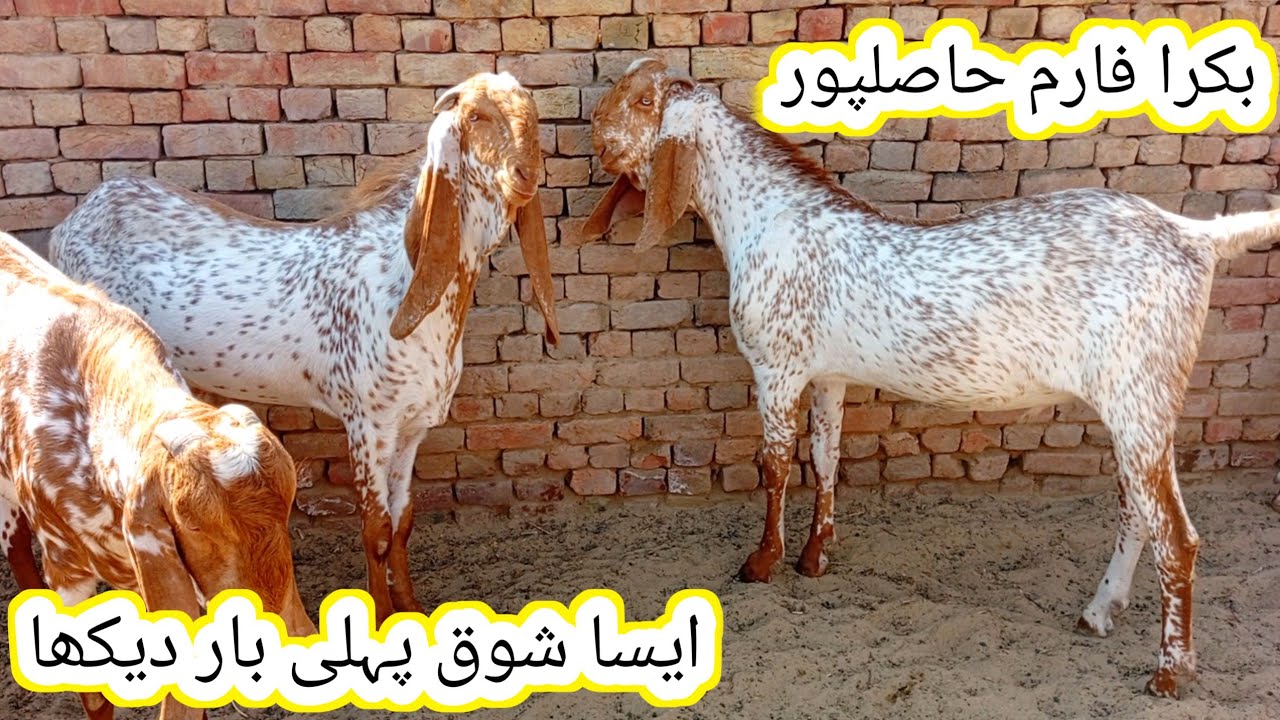 Bakra farm hasilpur | Aisa bakre pahli bar Dekhen | makhi chena Qurbani ...