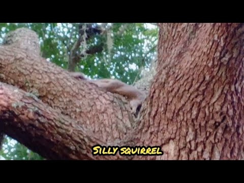 Fun Time With Friendly Squirrels - Cuteness Overload - Hummingbirds are Active - *CC - YouTube