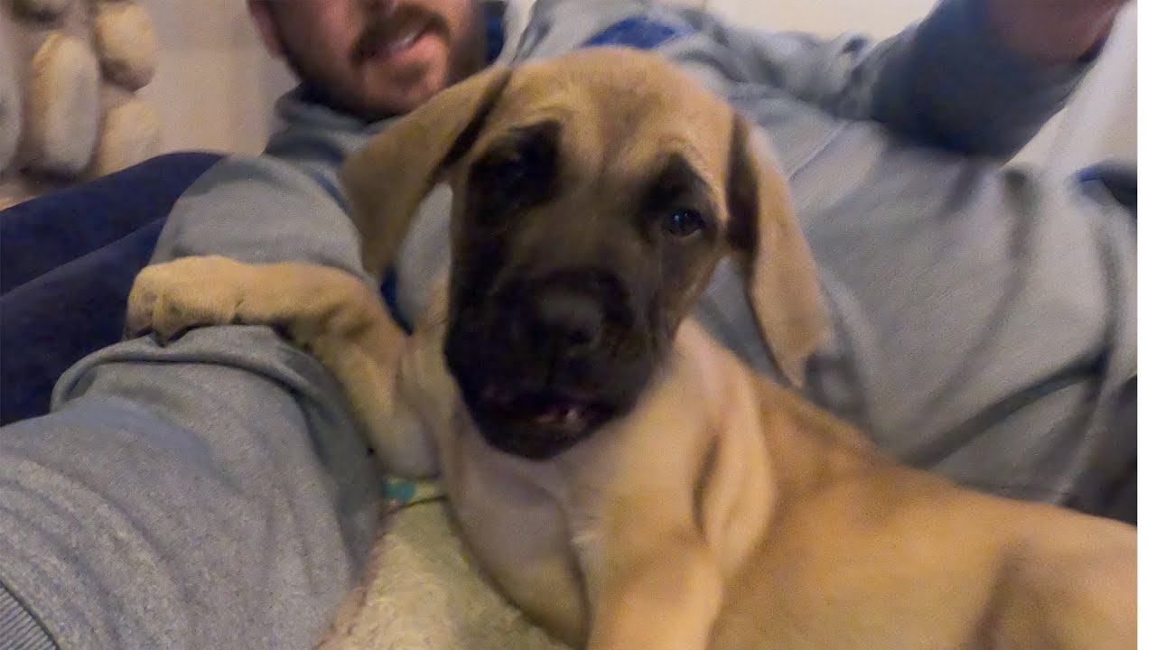 Meet our new puppy English Mastiff BANE!! - YouTube