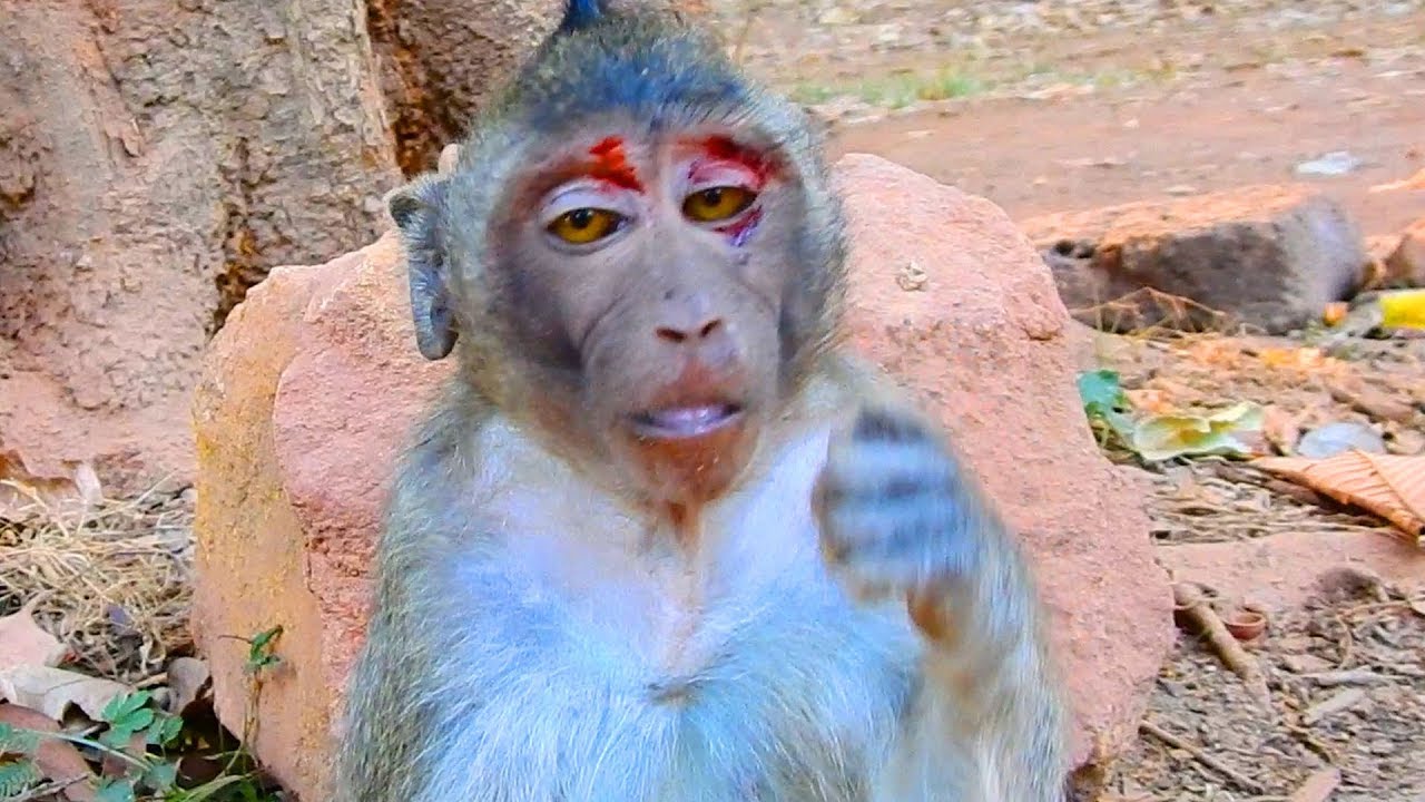 Million pity !! What happen Jessie why you face like this / Monkey Post ...