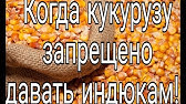 Кукуруза для кур несушек,и цыплят. - YouTube