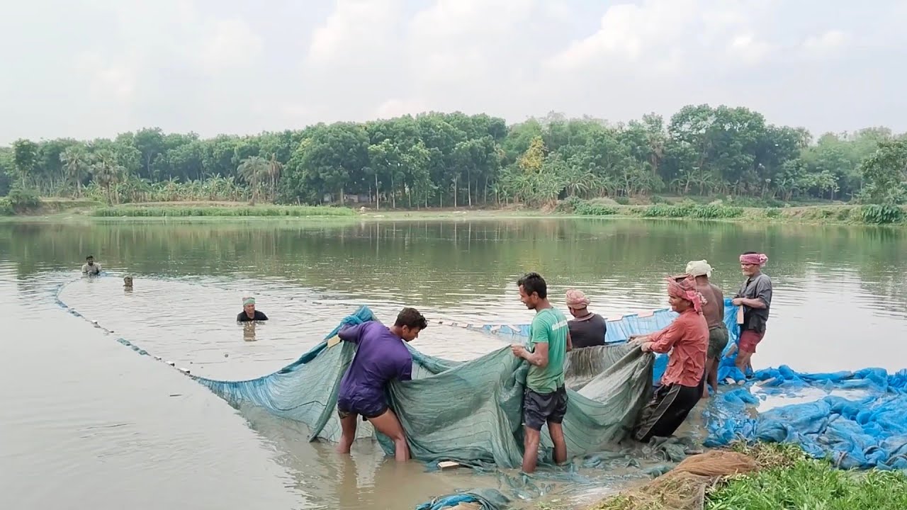 Today in the morning, the fishermen caught many small fish by throwing ...
