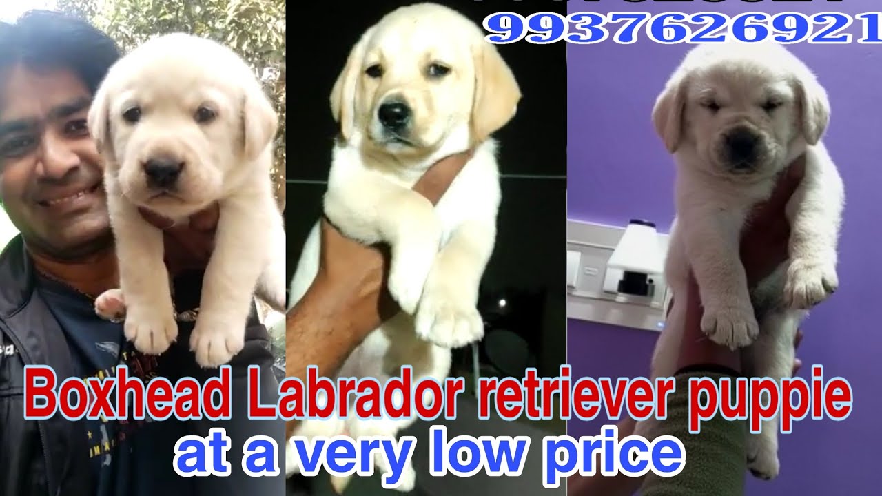 boxhead Labrador retriever puppie. at very low price🔥 Cuttack, Odisha ...
