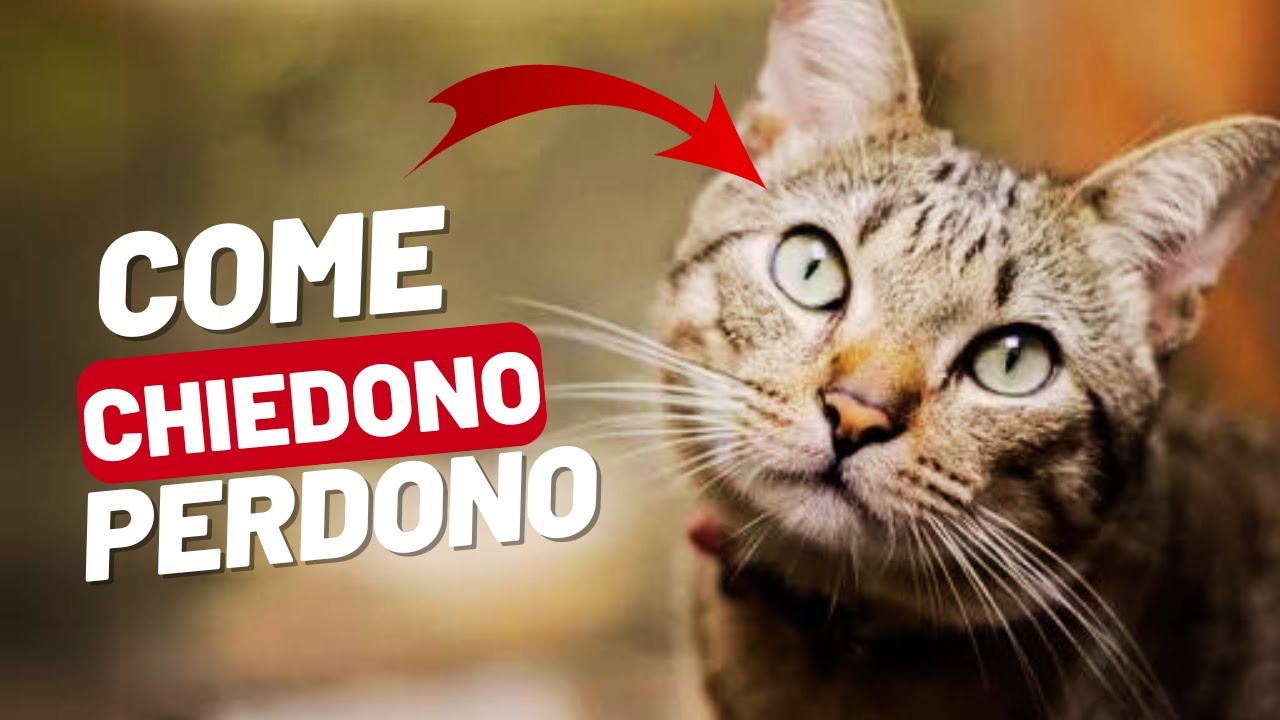 Guarda come il TUO GATTO si scusa e non l'hai mai visto prima! Guardalo ...