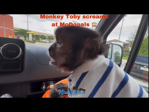 Monkey Toby screams at McDonald’s when he hears everyone screaming ...