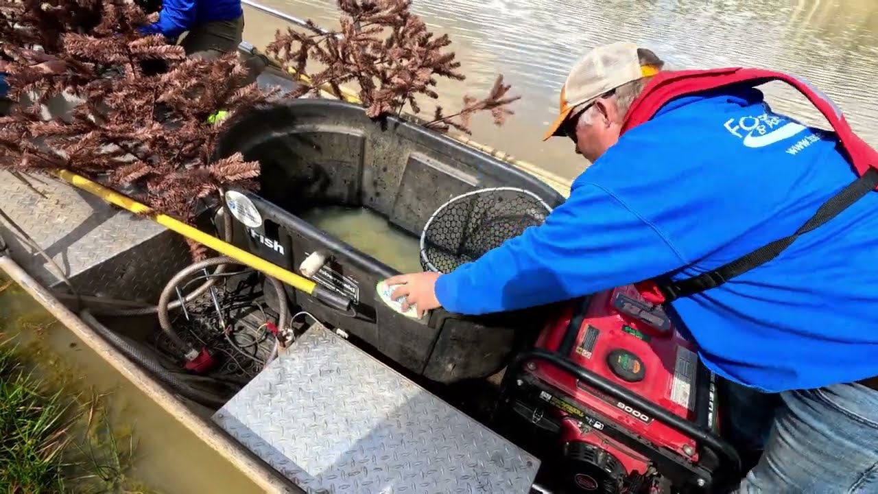 Fish Inspection Time! Foster Lake Management Inspection - YouTube