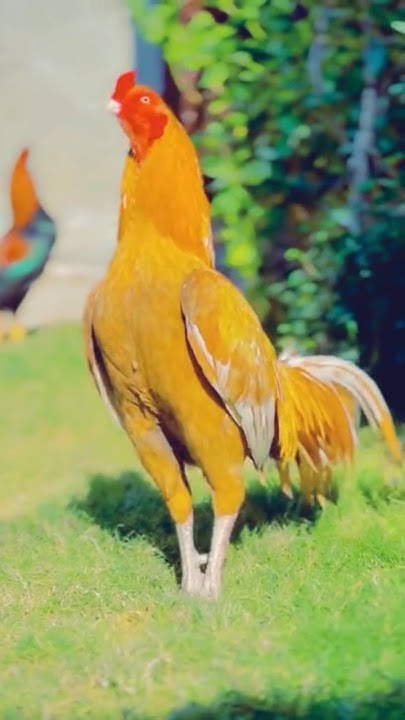 PALISTANI JAWA ASEEL ROASTER | GOLDEN ASEEL MURGHA VIDEO - YouTube