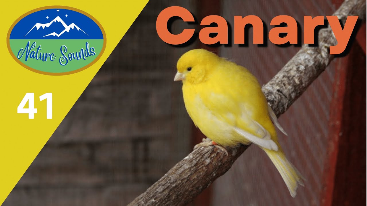 Canary Canaries Bird - for relaxation, sleeping, healing (sound therapy ...