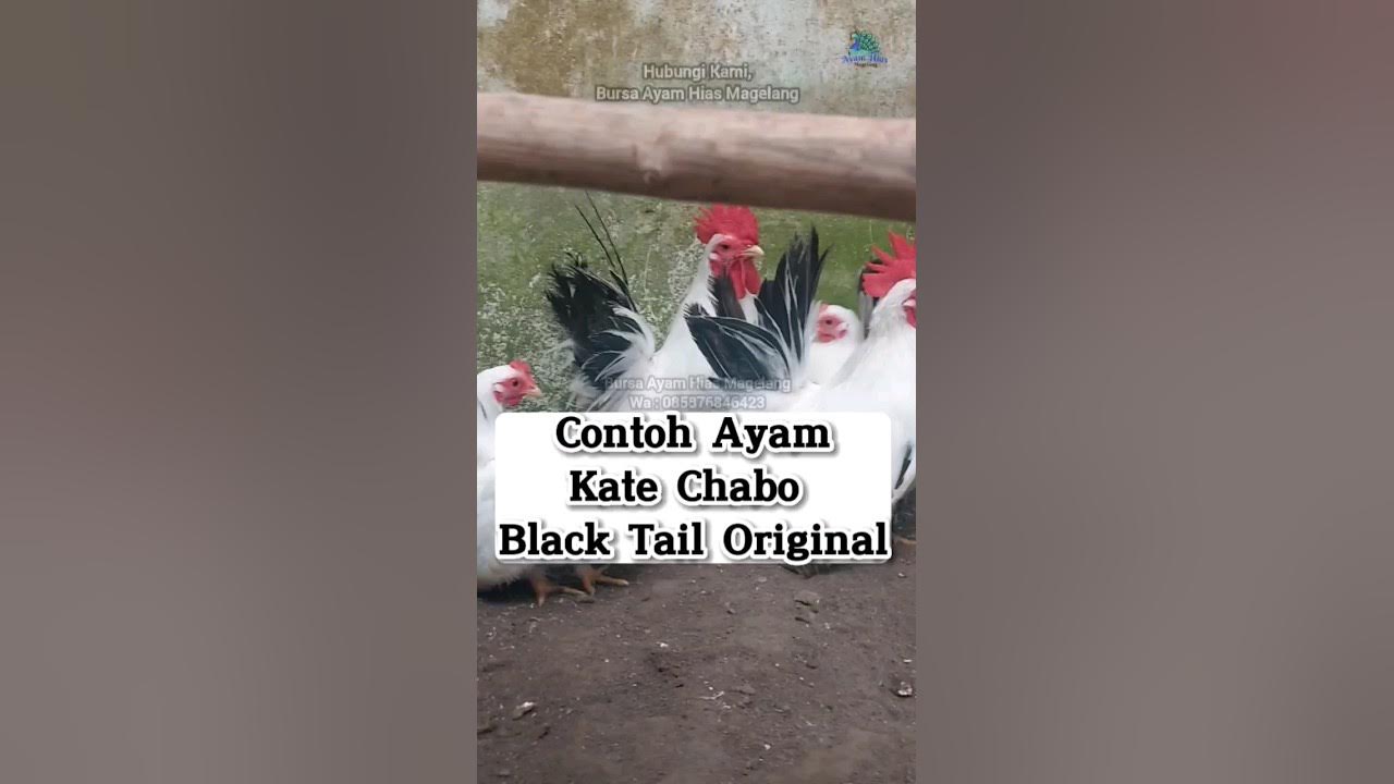 Contoh Ayam Kate Chabo Black Tail Original #ayamkateceper #ayamhias #hewan #budidaya #shorts ...
