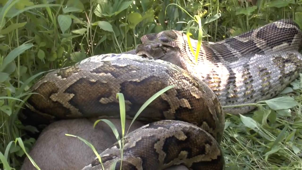 Python kills and swallows Sambar Deer in Sri Lanka - YouTube