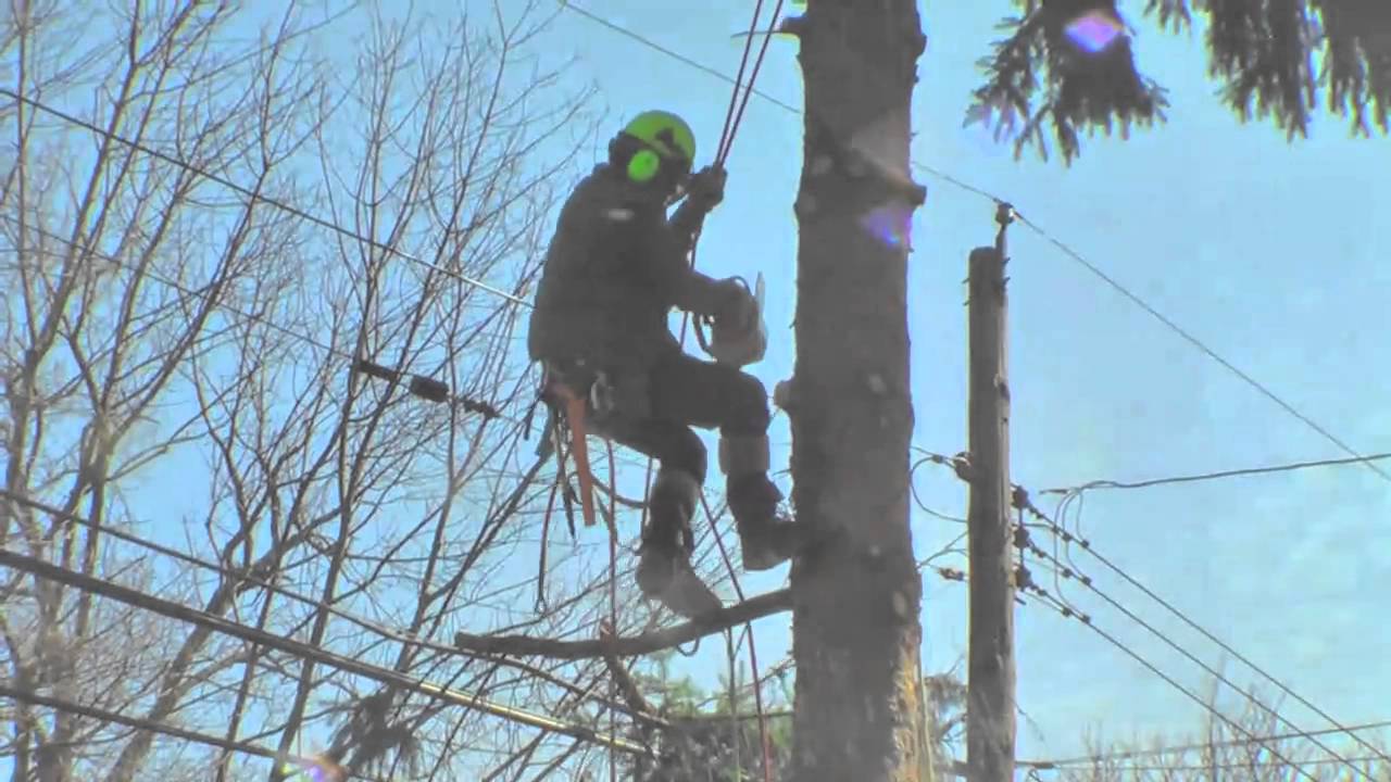 Pine Tree in Powerlines - YouTube