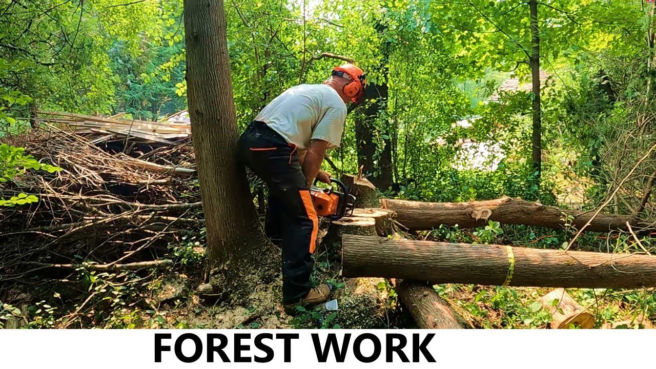180 -Felling Trees - Maintaining A Healthy Forest - YouTube
