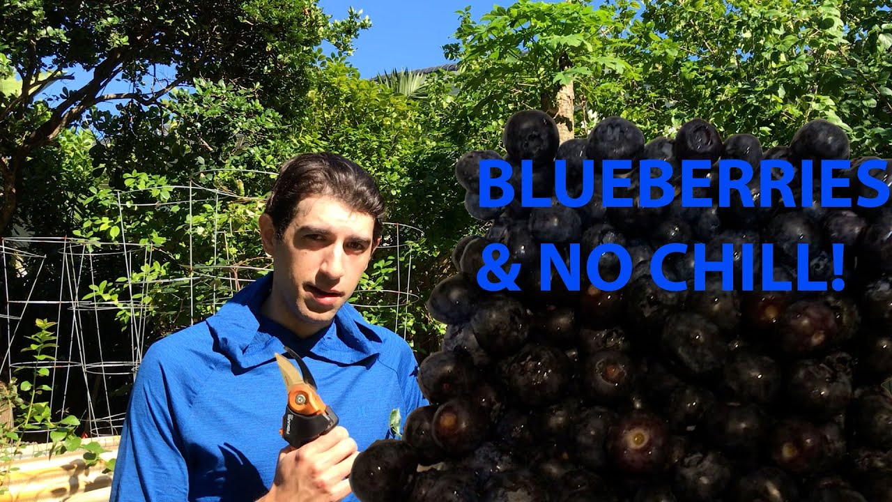 BLUEBERRIES IN THE TROPICS: How to maintain, prune, and fertilize your ...