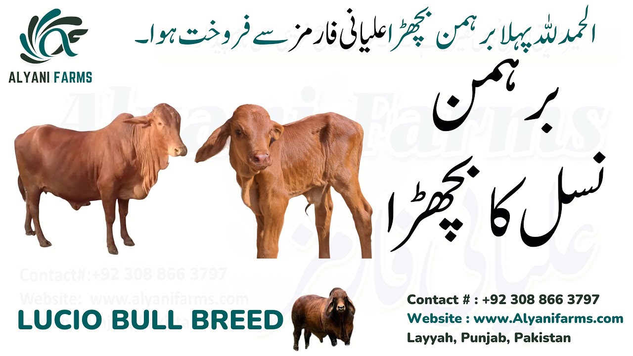 First Brahman calf sold-out By Alyani Farms | برہمن نسل کا پہلا بچھڑا ...