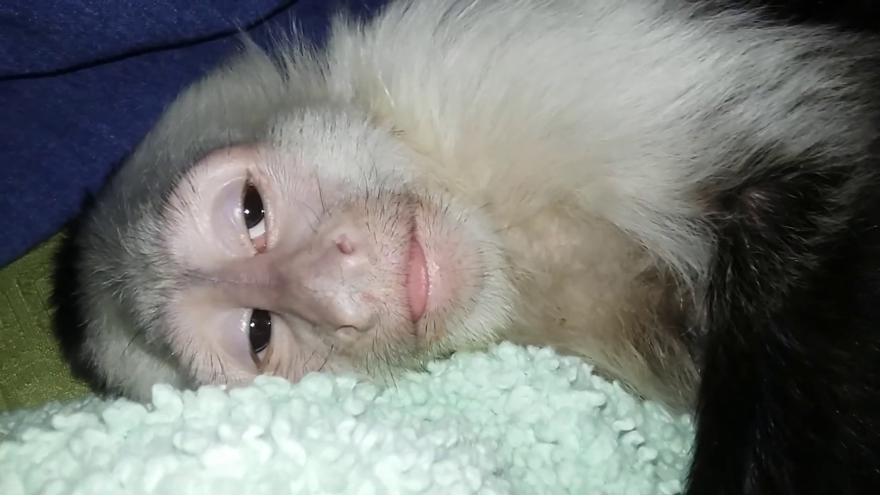 Wake up Monkey Lillian Louise LL (#159) - YouTube