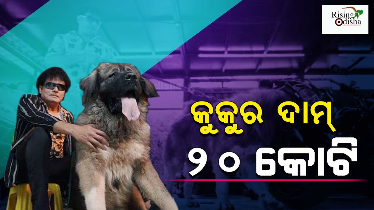 Bengaluru Celebrity Dog Breeder S Sathish Buys 'Cadabom Hayder ...