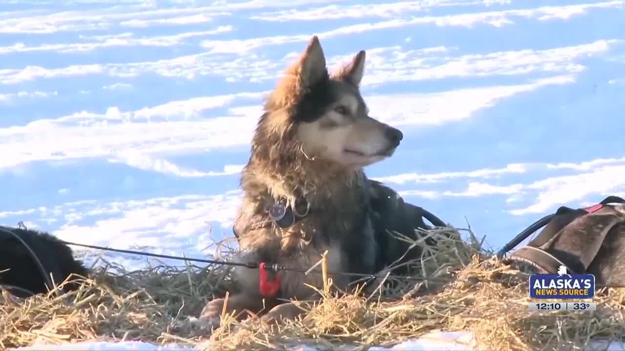 Iditarod teams hit the Manley check-point - YouTube