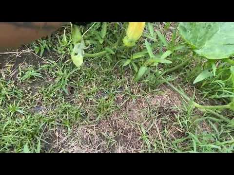 HINAGUAN Parm : tara sa bukid :) - YouTube