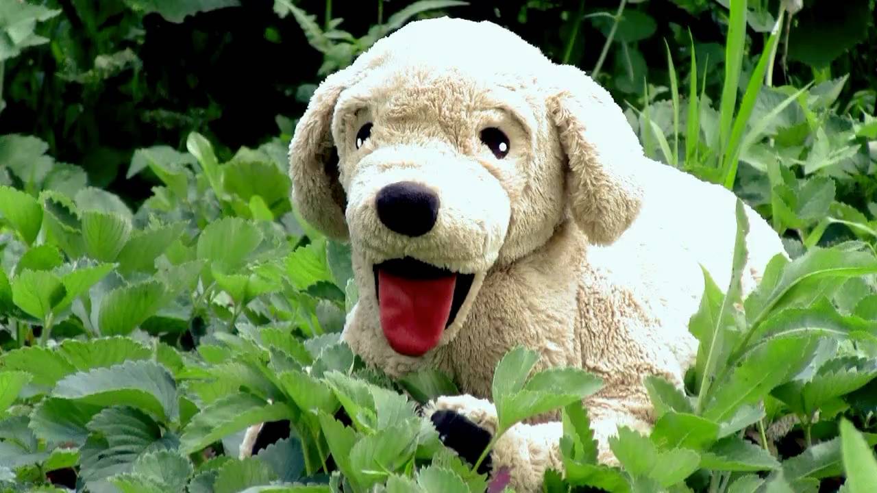 Canon Legria HF20 Test 4 - HD1280-720 - YouTube