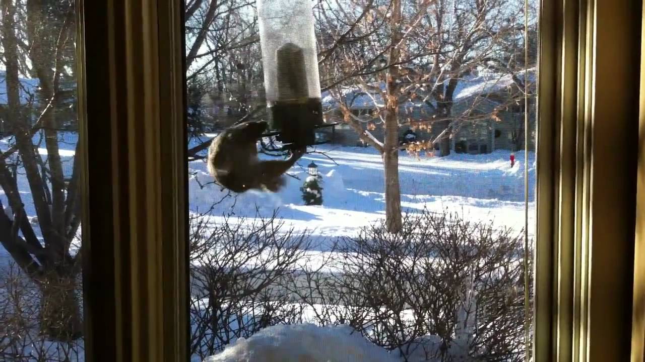 Squirrel spinning on the bird feeder - YouTube