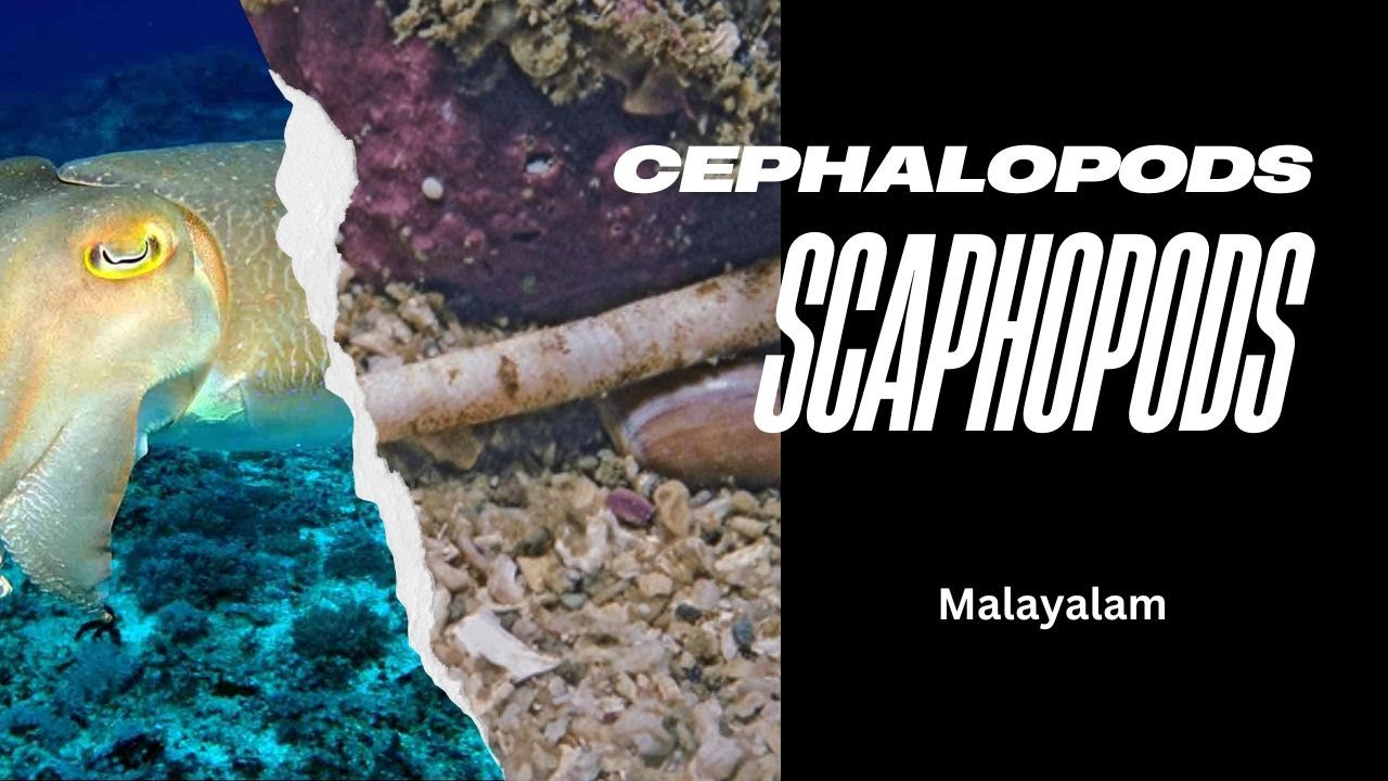 Cephalopoda | Scaphopoda | Mollusca | Malayalam | FYUGP | Sem 2 | Dr ...