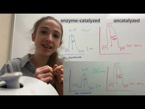 What Dop Enzymes Bind To