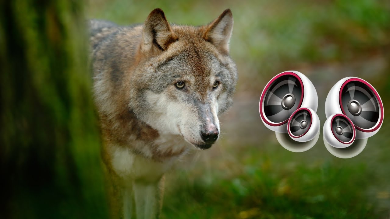 Wolf - Sound Effect High Definition Free | Copyright free Music and ...