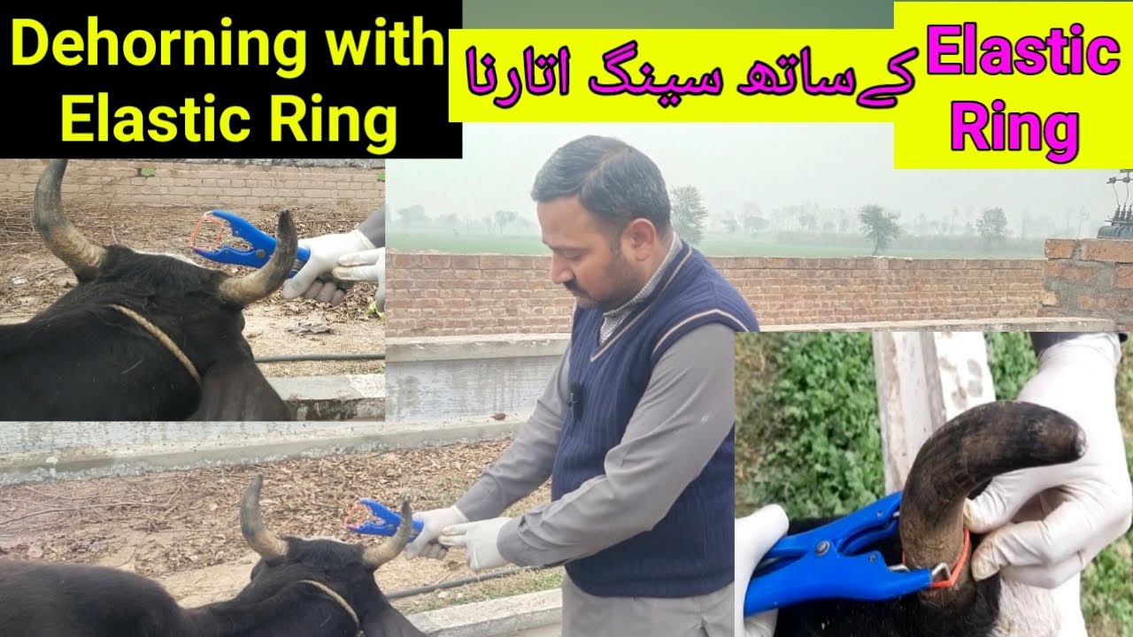 Dehorning in Cow with Elastic Ring By Dr. Usman Mirza, Episode 1 # ...