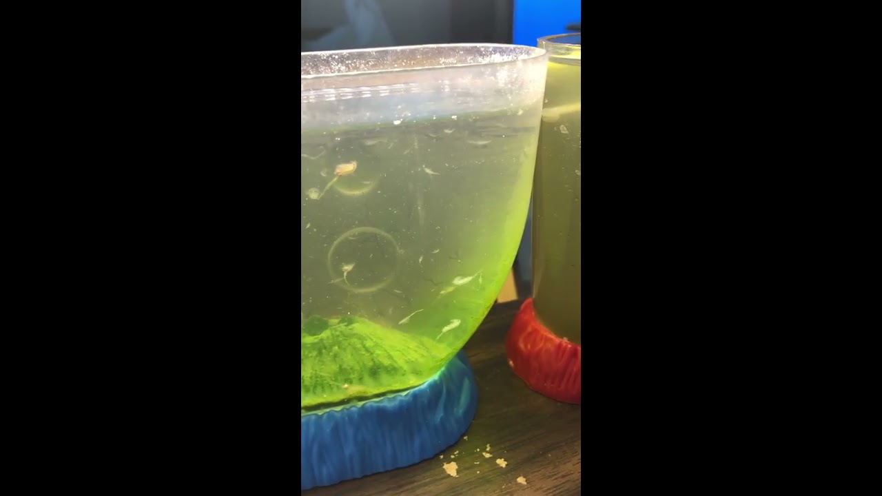My Sea Monkeys and Aqua Dragons : Bubbles from Algae at last! (at least ...