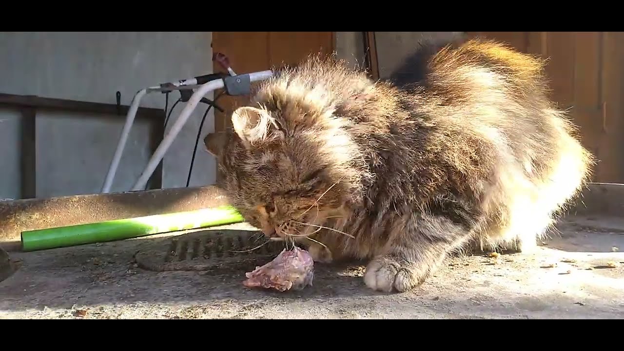 Hi! I'm Murzik the cat. - YouTube