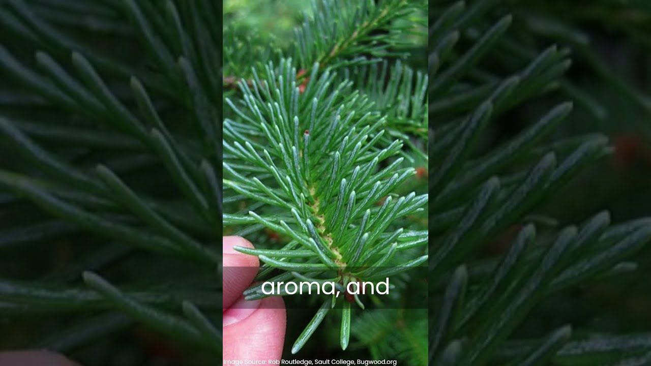 Fir Tree Identification: 10 Types You Need to Know in the US! - Eco ...