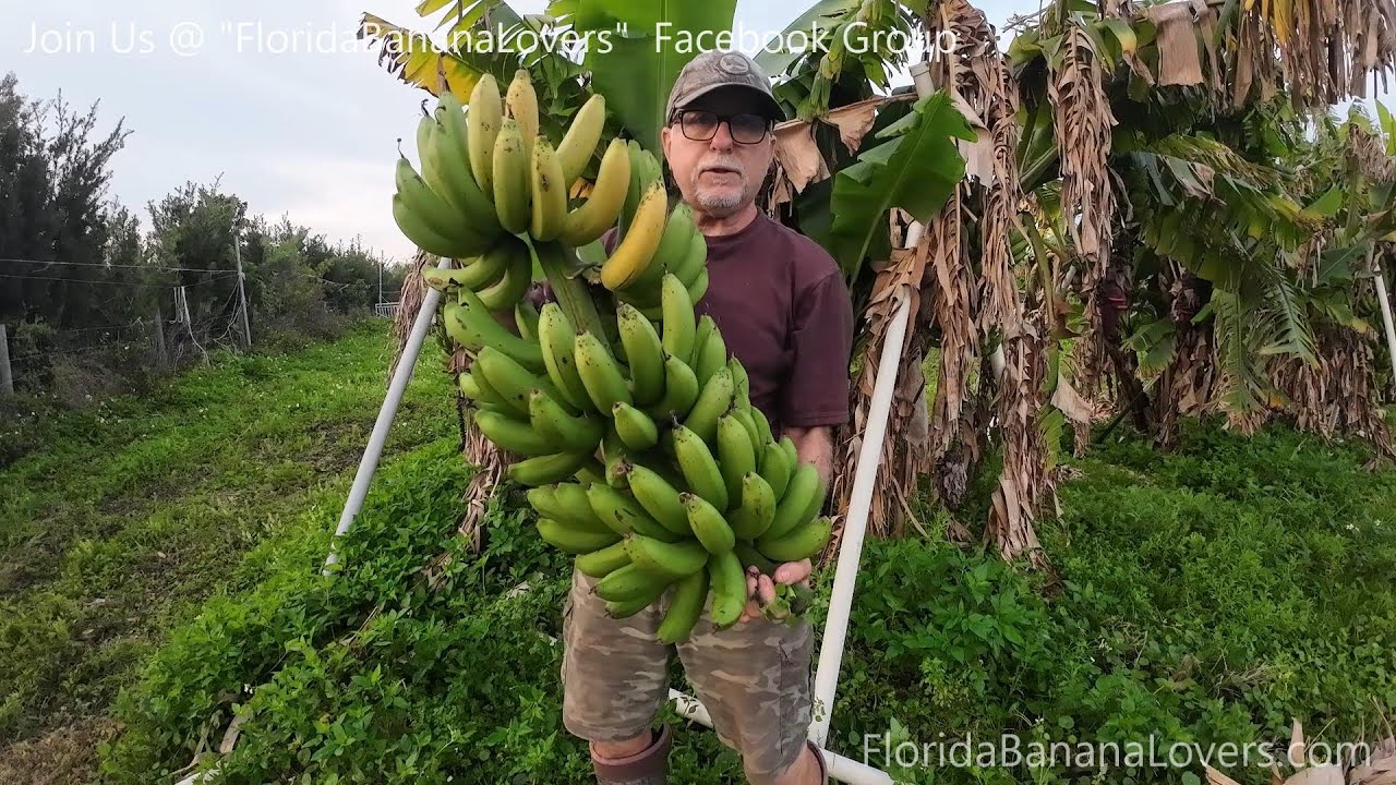 Harvesting multiple Dwarf Cavendish Banana Racks - YouTube