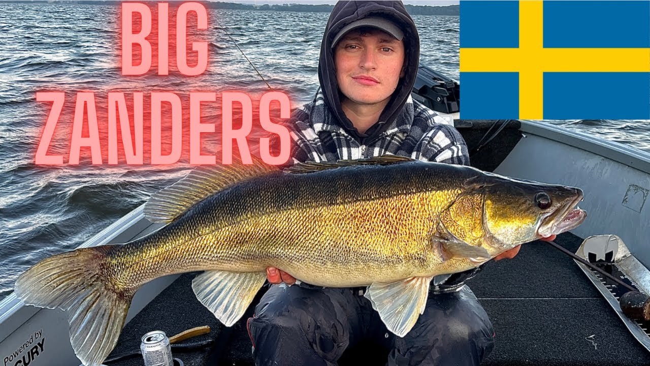 Catching big summer zanders in Sweden - YouTube