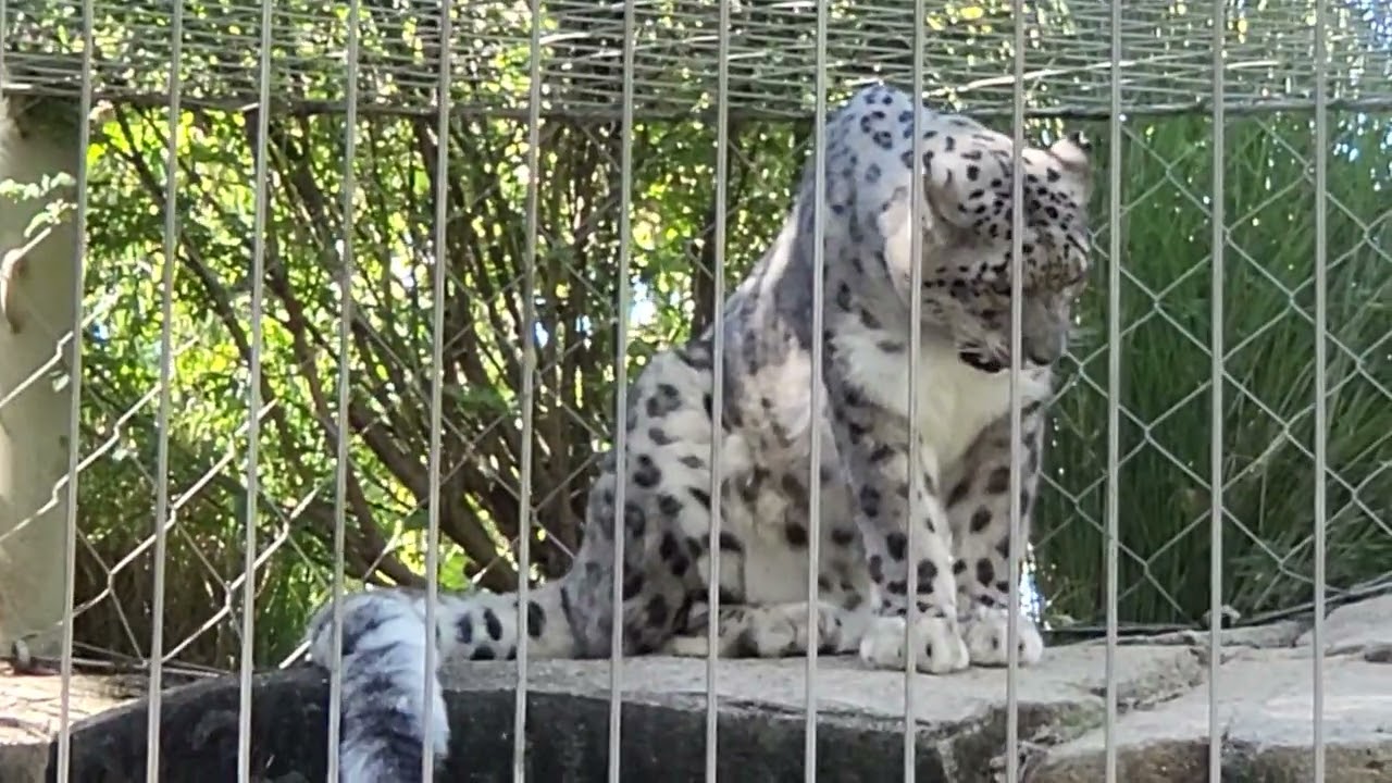 어여쁜 눈 표범 세수하고 숨어 벌렸습니다 🥰 💘 snow leopard 🐆 Memphis Zoo - YouTube