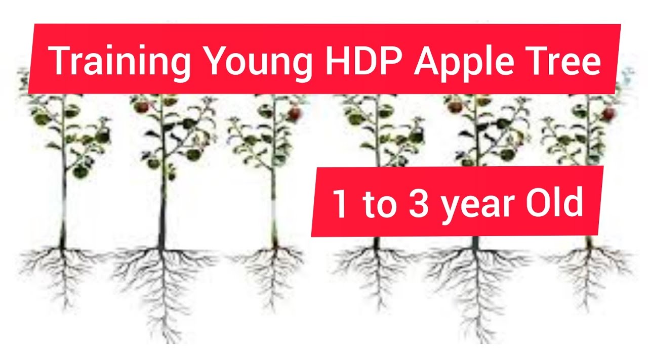 Training Young HDP Orchard, Apple Tree,m9 rootstock, rootstock ...