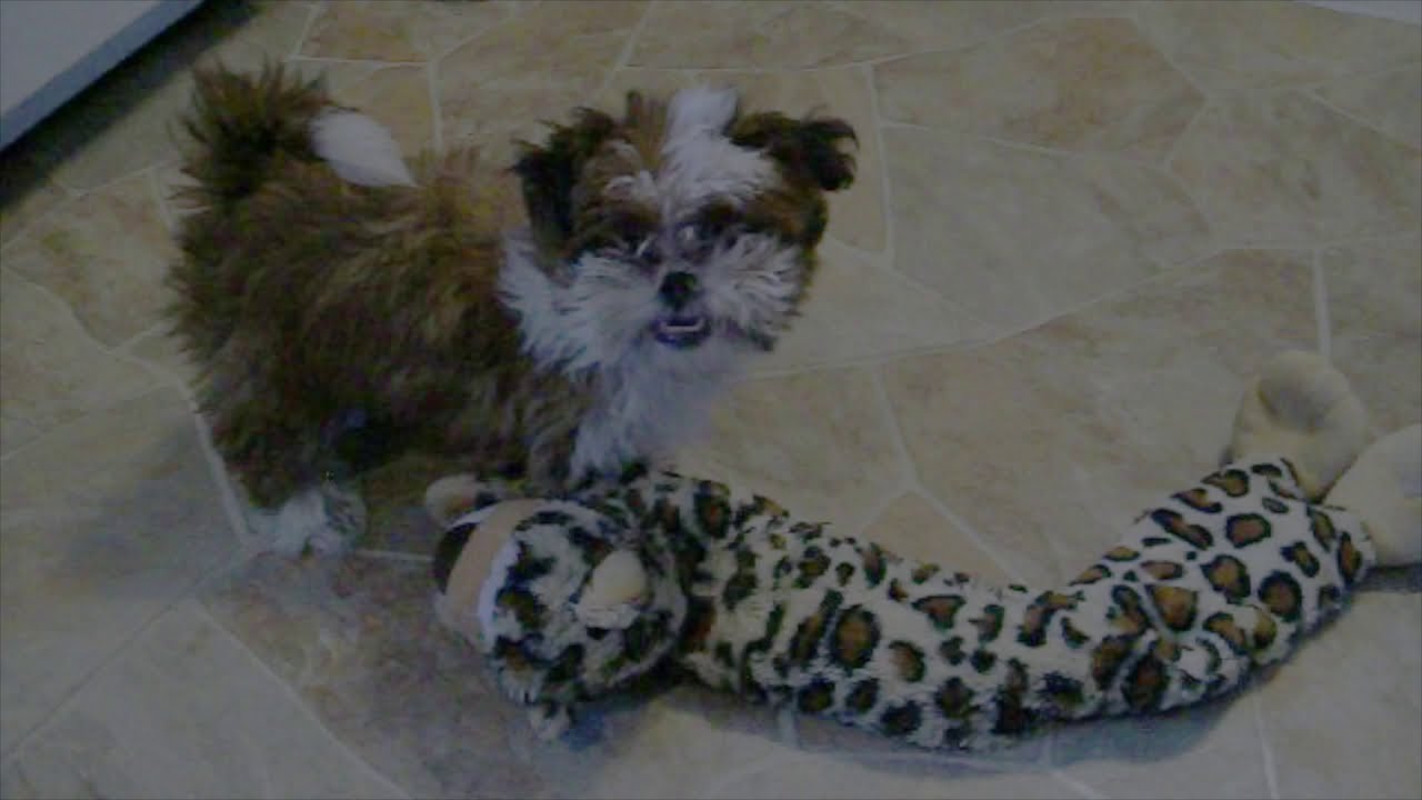 12 wk old Shih-Poo playing in the kitchen - YouTube