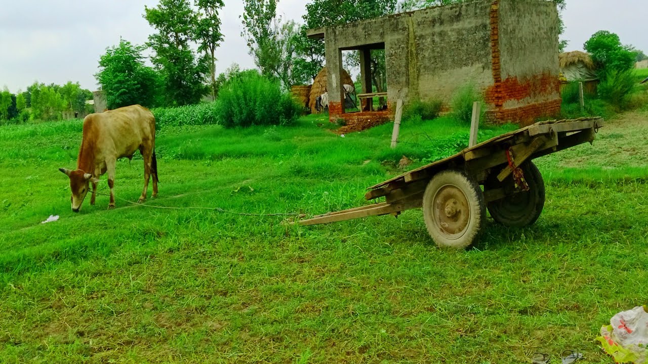 up village lifestyle ll rural lifestyle ll farmer lifestyle #jagvir ...