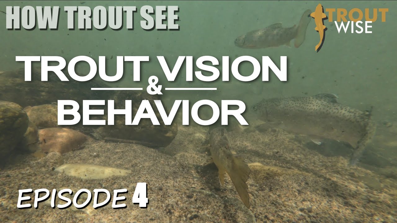 How Trout See - Trout Vision & Behavior - YouTube